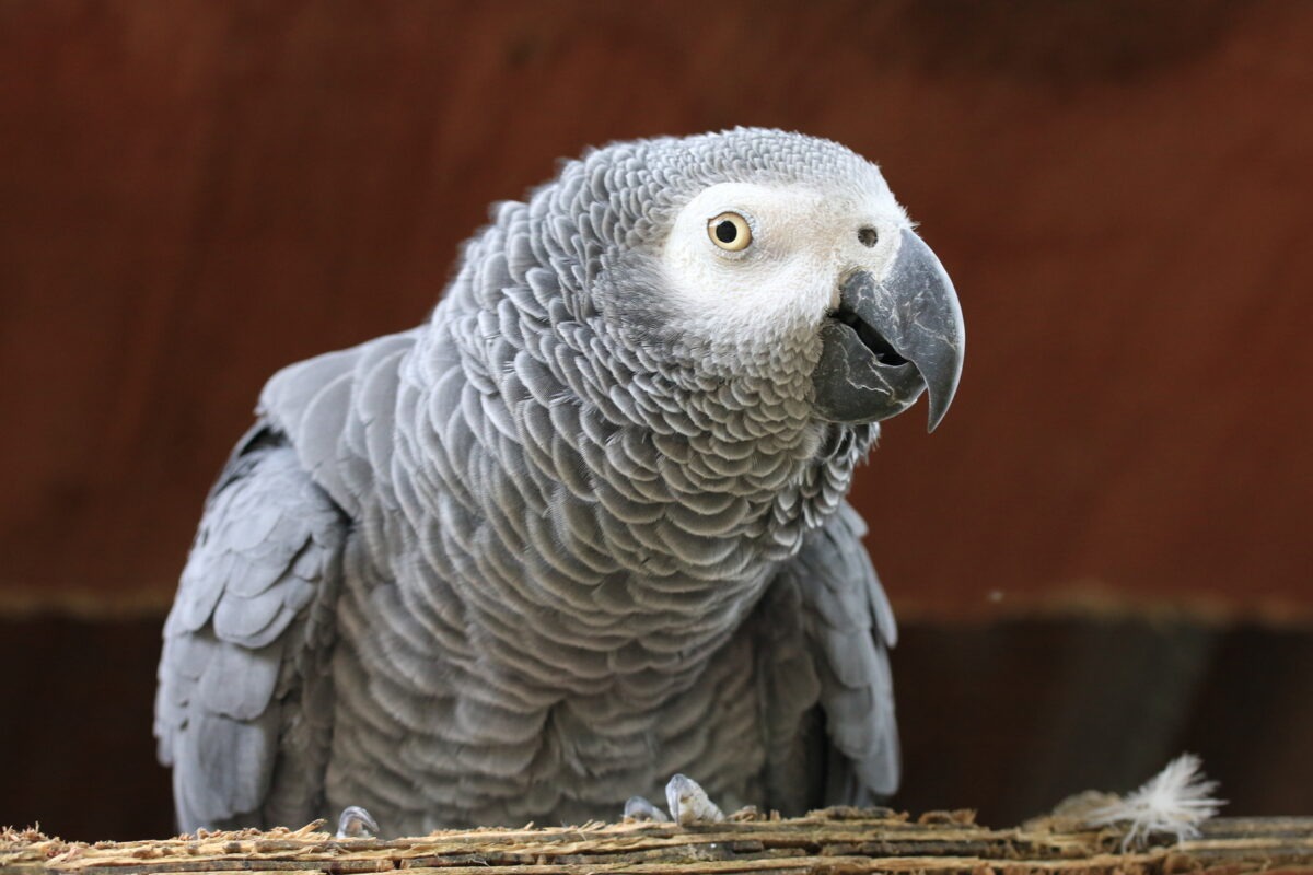 Home - Parrot Trust Scotland