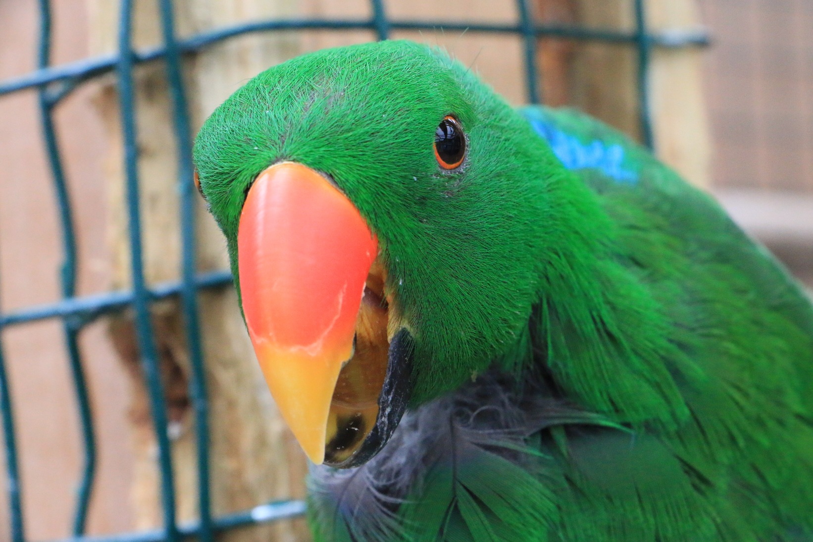 Home - Parrot Trust Scotland