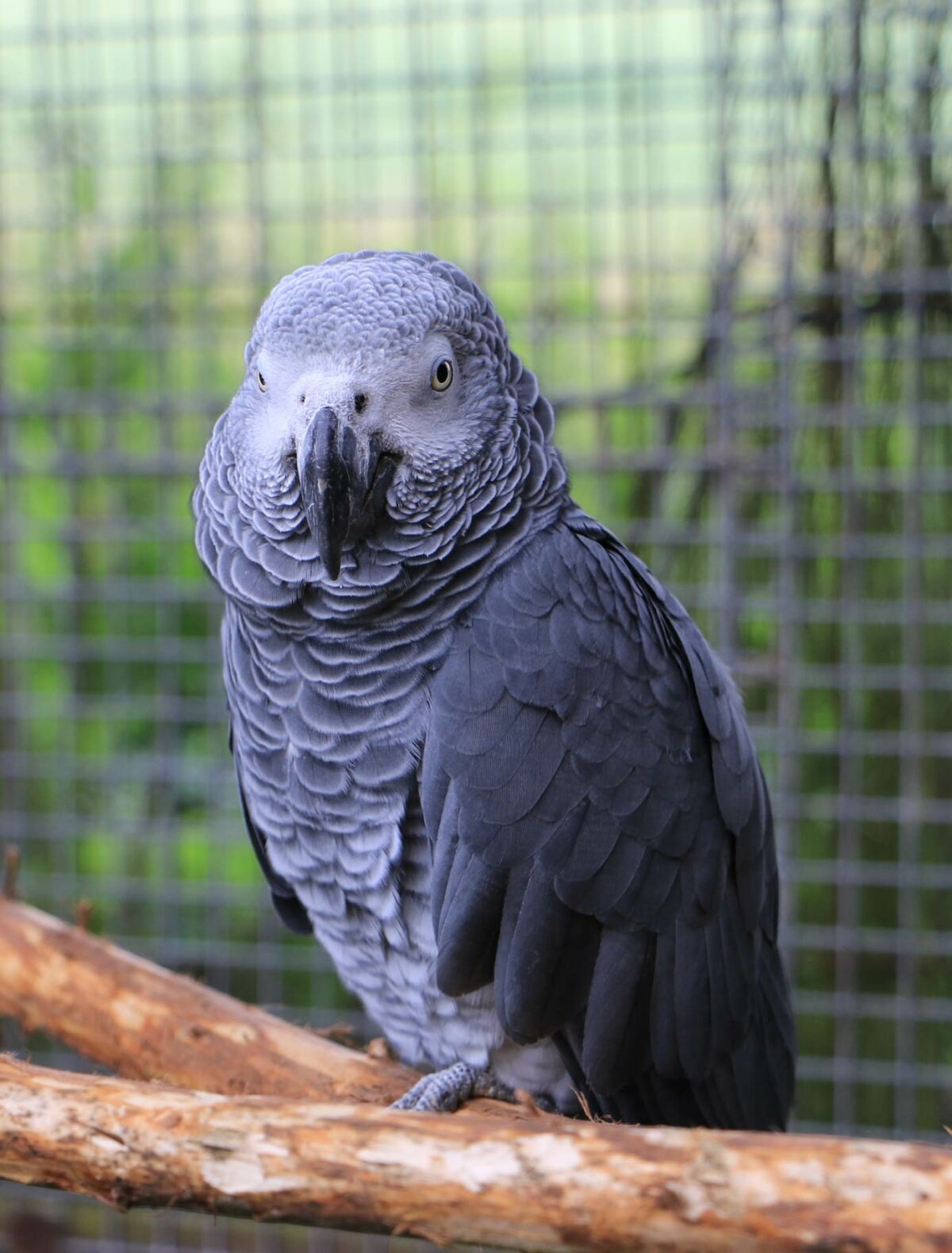 Thinking of Rehoming? - Parrot Trust Scotland