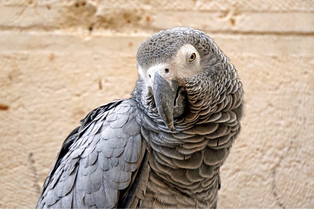 Understanding your new Parrot - Parrot Trust Scotland