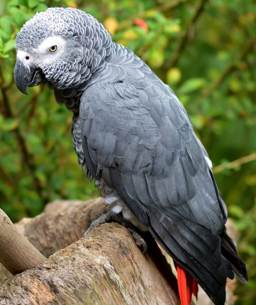 Understanding your new Parrot - Parrot Trust Scotland