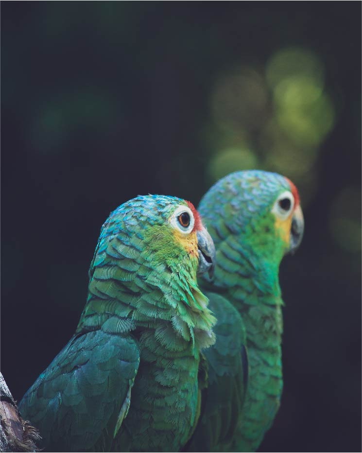 Smoking around your bird - Parrot Trust Scotland